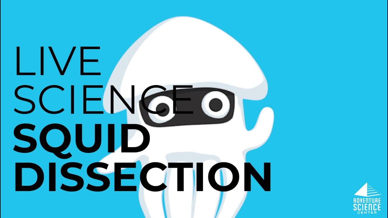 Live science demonstration - squid dissection - YouTube