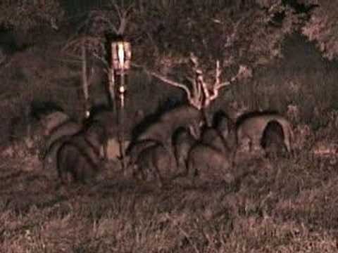 TEXASBOARS, hunting hogs at night with feeder lights. - YouTube