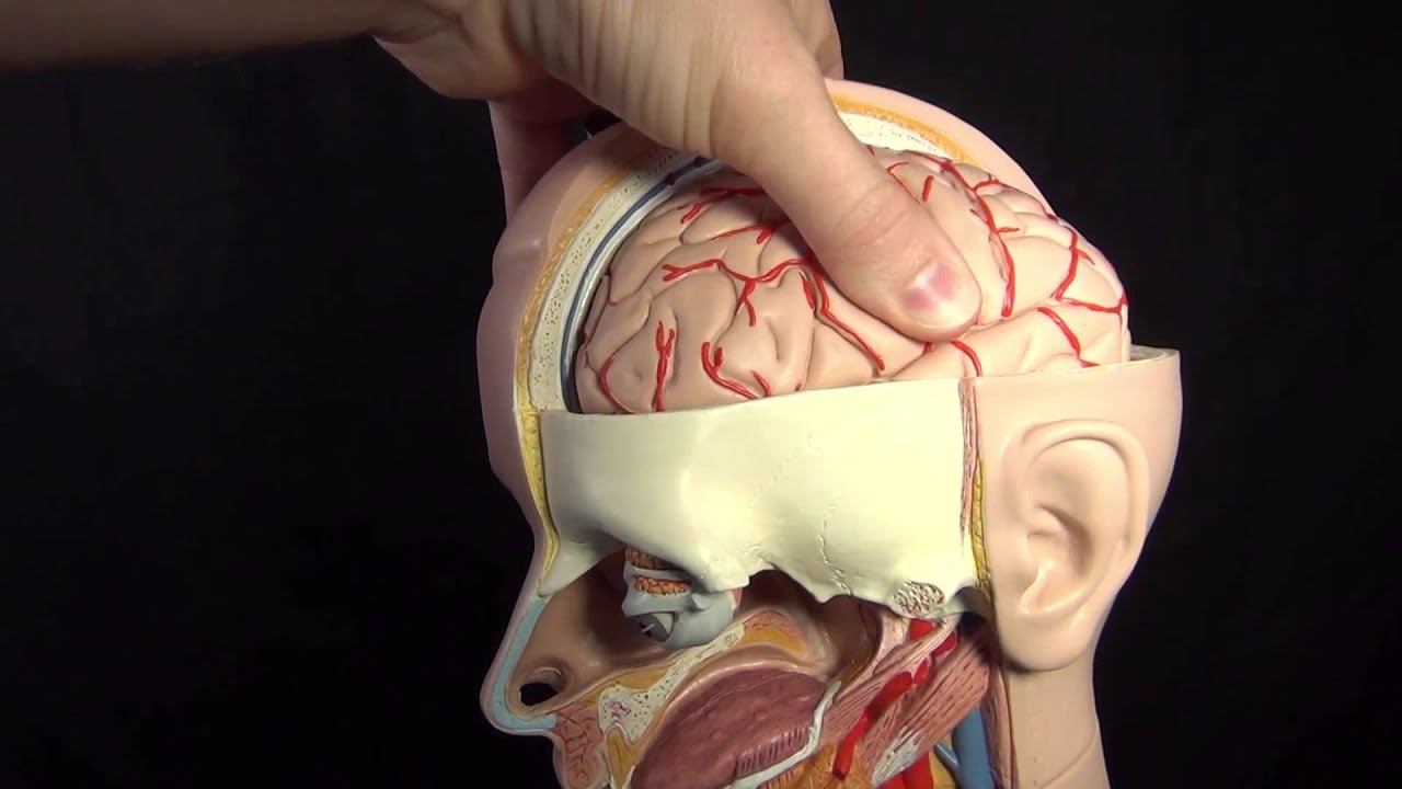 Increased ICP (Intracranial Pressure) Nursing Care Animation - YouTube