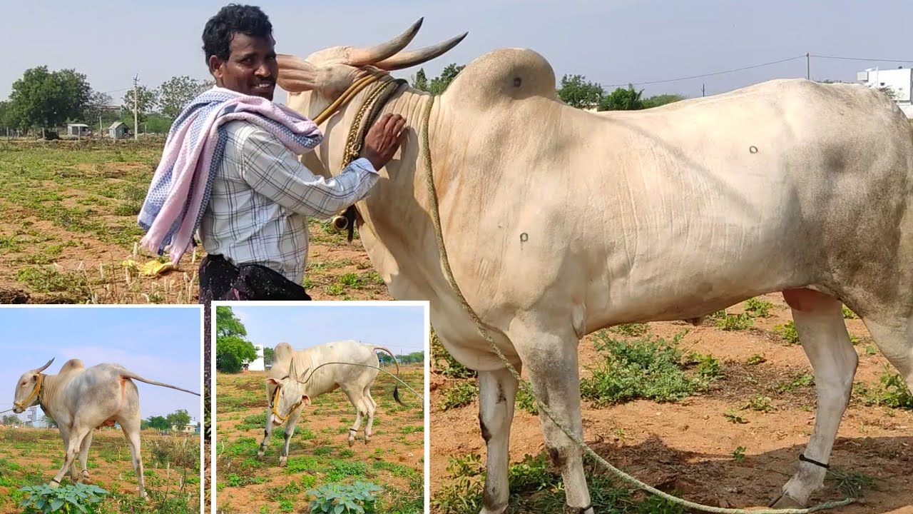 Nandawaram basavaraj bulls videos // Milk Teeth Khilar - YouTube