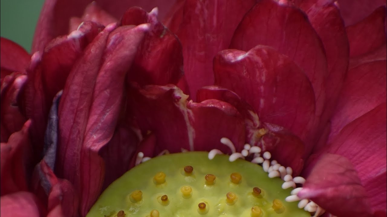 @aquaticworld07 Red wine lotus .. tropical nature 5 th generation ...