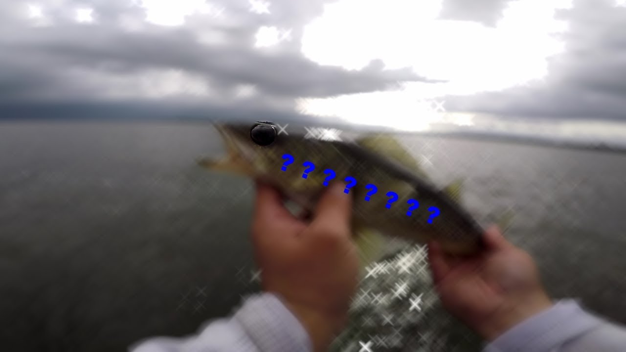 Lake Oneida Smallmouth Fishing (A - Rig + Surprise Catch) - YouTube