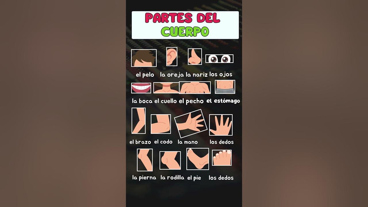 Learn Body Parts in Spanish | Partes del Cuerpo Song 🎶 - YouTube