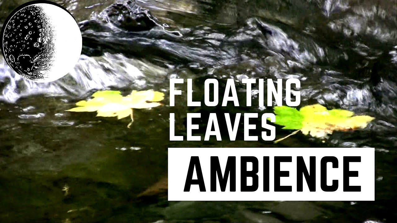 Floating Leaves with Soothing Water Sounds, 10 hours of relaxation ...