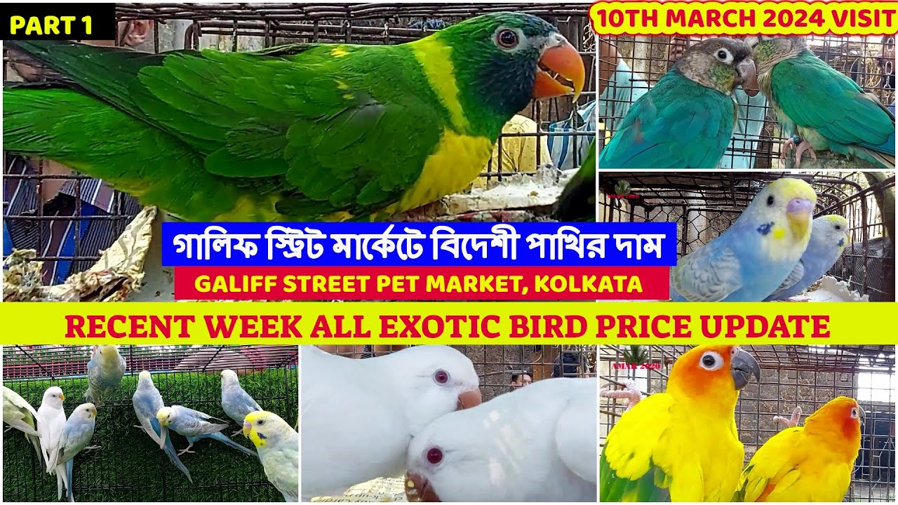 Recent Week All Exotic Bird Price|গালিফ স্ট্রিট বার্ড মার্কেট | Galiff ...