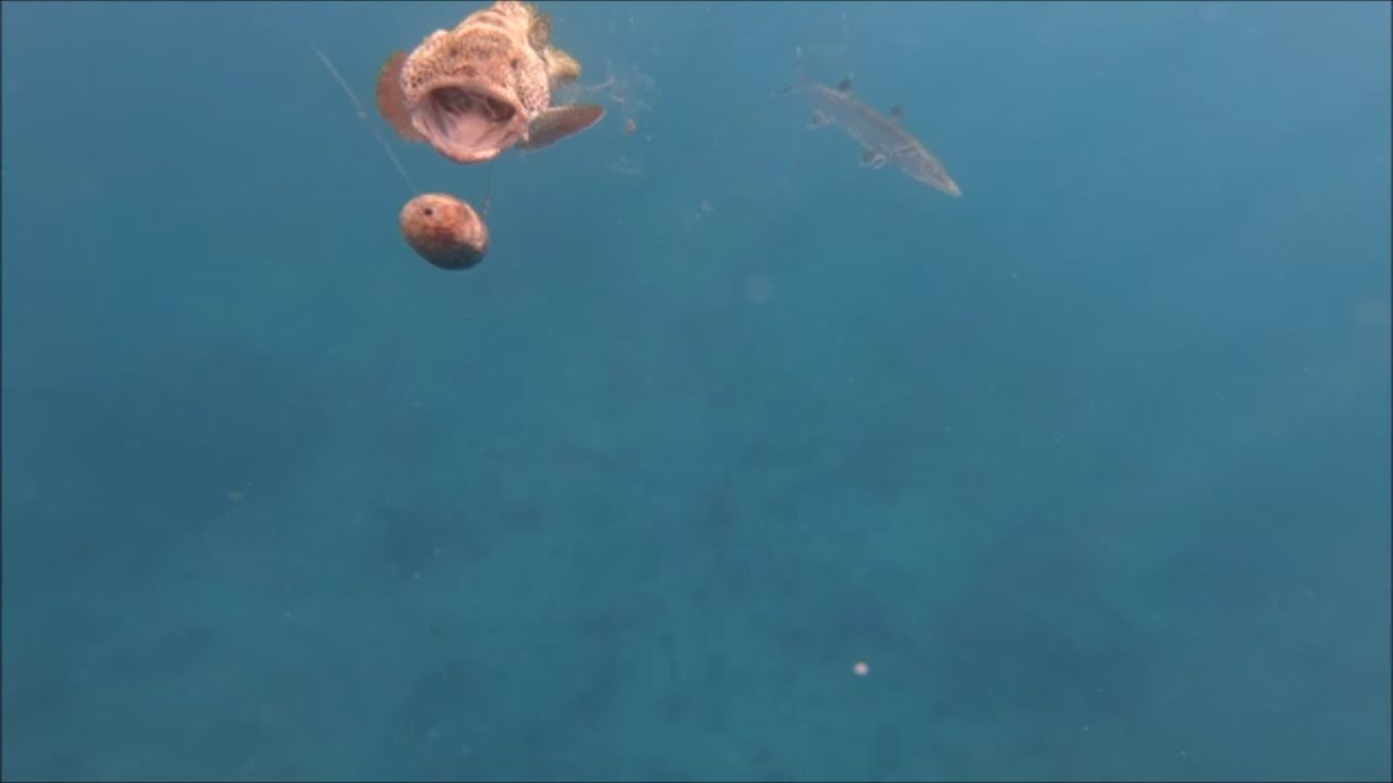KEY WEST FISHING COBIA SNAPPERS FISHING SOLO FULL DAY VIDEO - YouTube