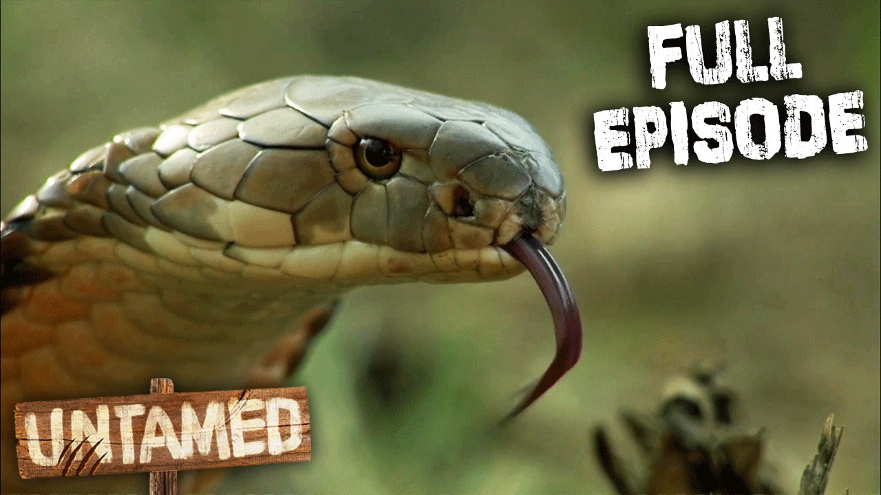 The Most Lethal Cobra Snakes Ever Found! | Untamed - YouTube