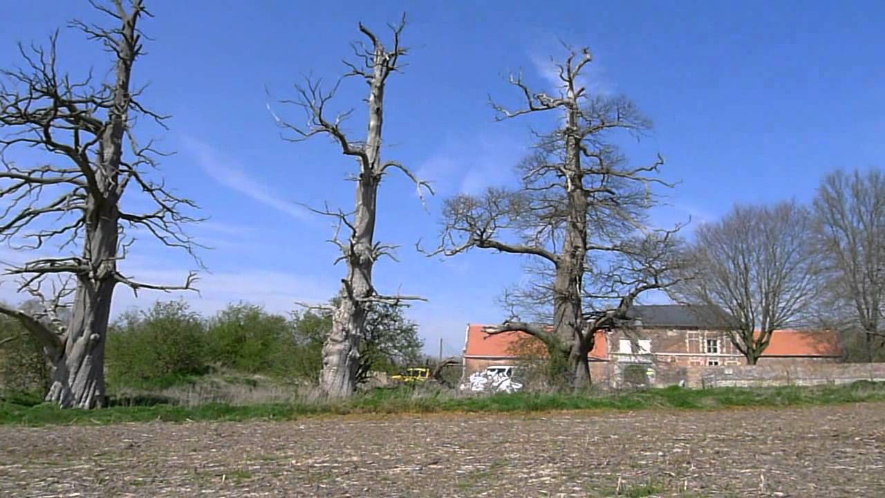 Belgium, Battle of Waterloo Chestnut Trees Musket Ball Holes - YouTube