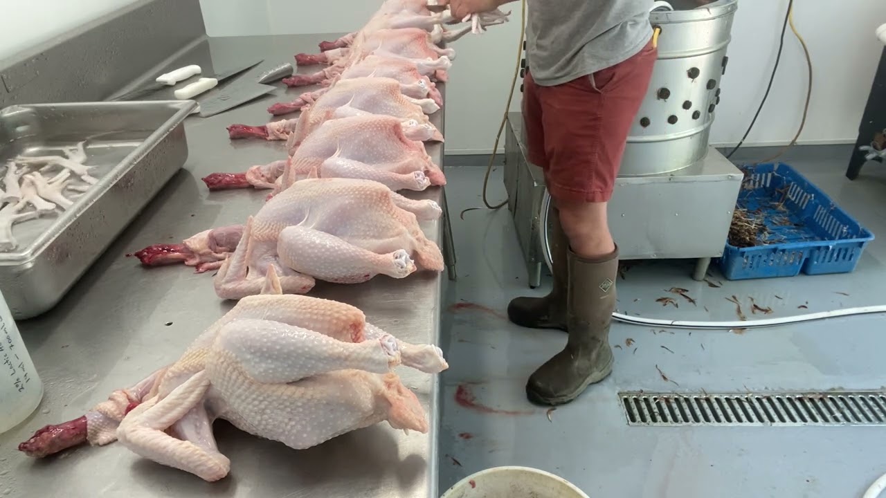 Processing chickens in new processing building. - YouTube