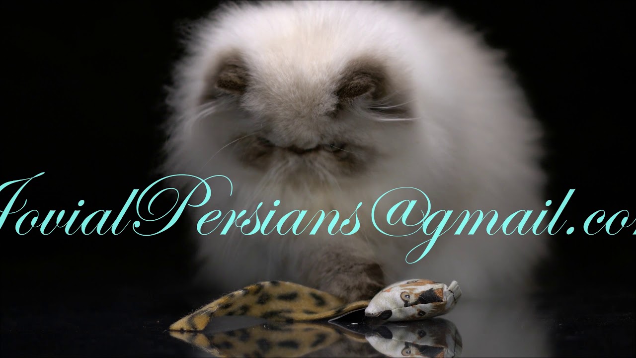 Seal Lynx Point Female Himalayan Persian Kitten - 4 Months Old - YouTube