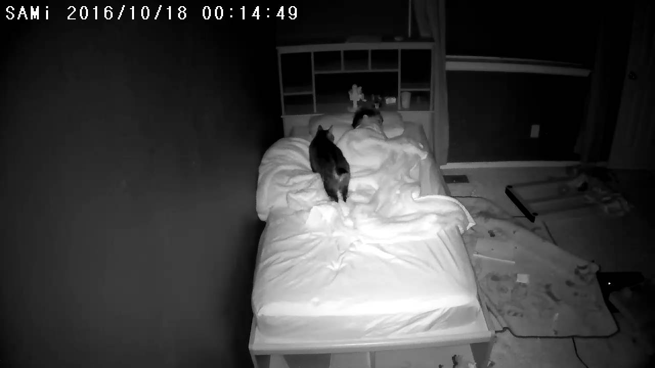 sami cat video 2 - YouTube