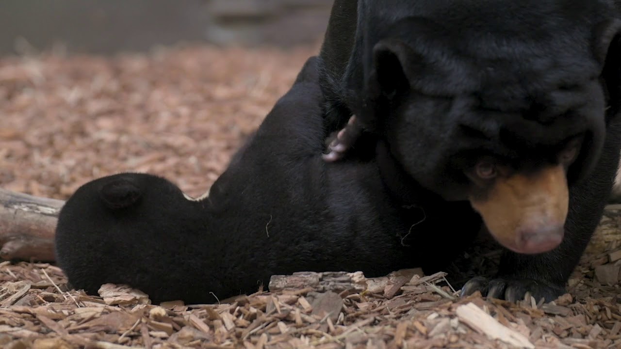 UK’s first baby sun bear named Kyra - YouTube