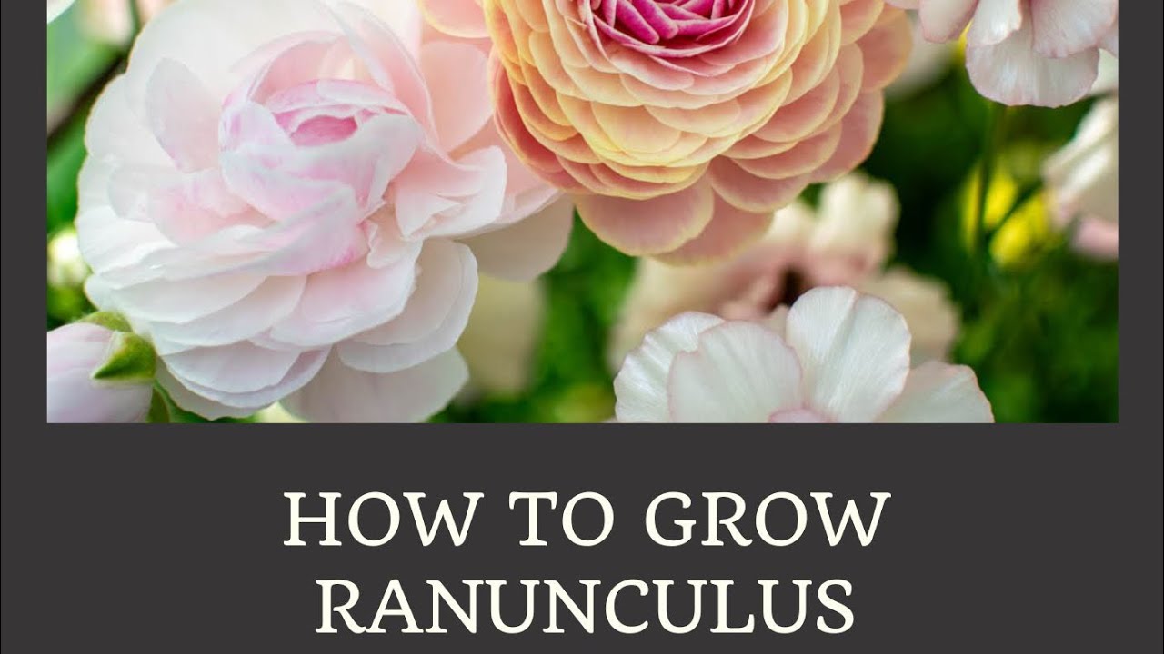 How to Grow Ranunculus (Part 1) - YouTube