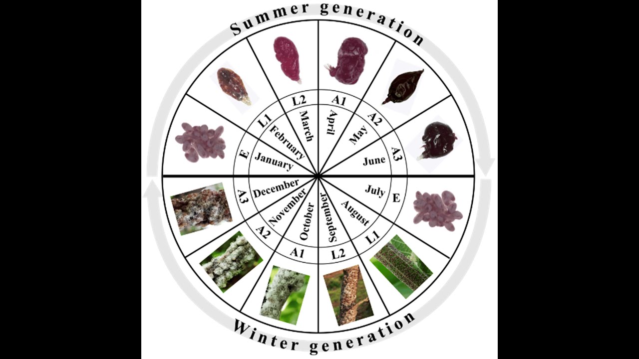 Lac Insect Farming & It's Potential In Entrepreneurship Development ...