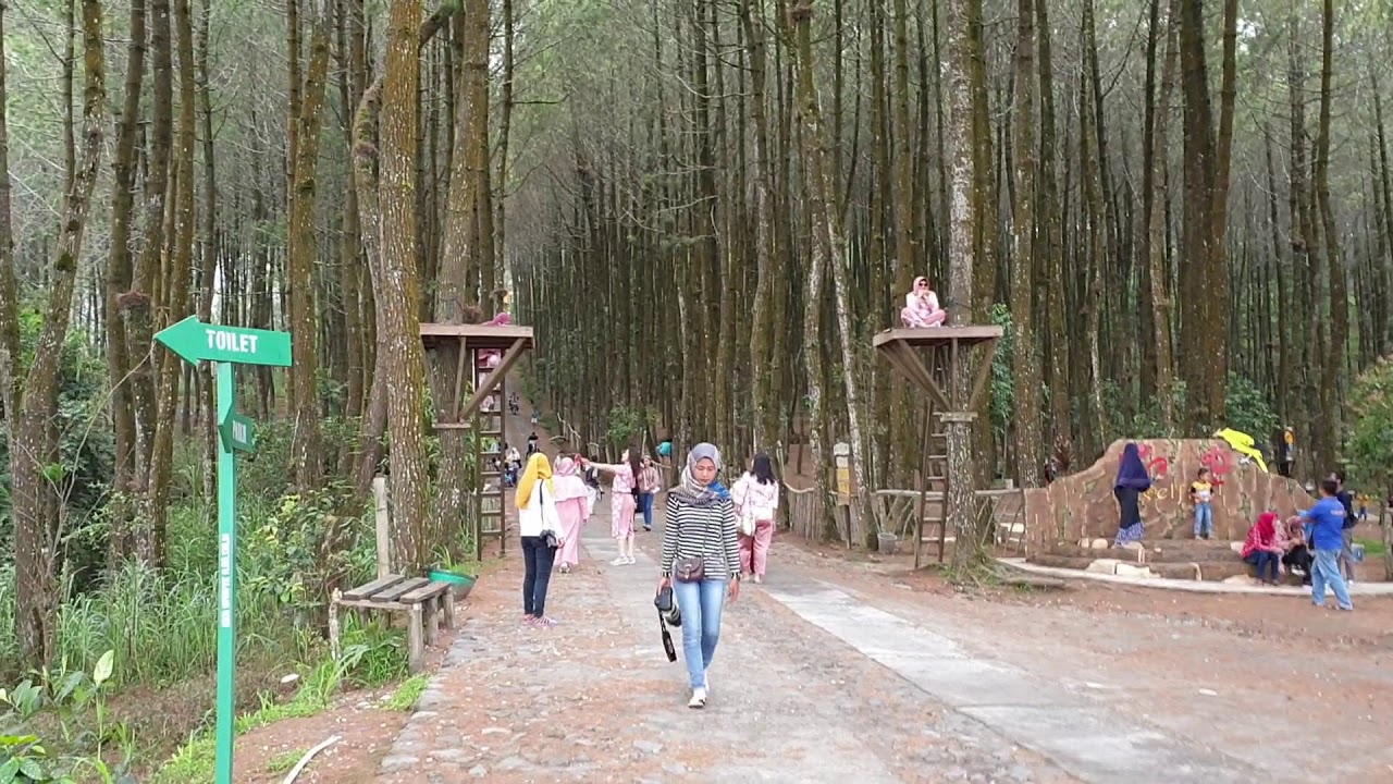 Top Selfie Hutan Pinus Kragilan, Pakis, Magelang - YouTube