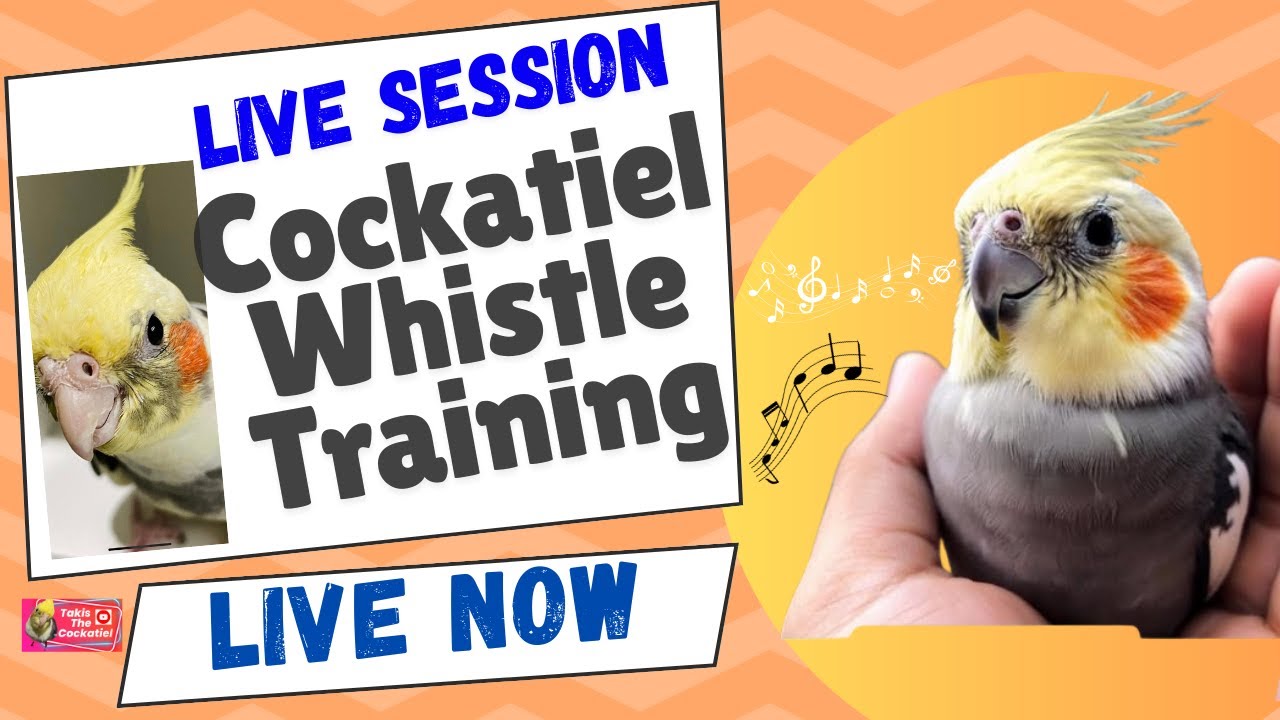 Live Cockatiel Training: Teach Your Bird to Whistle! #cockatieltraining ...