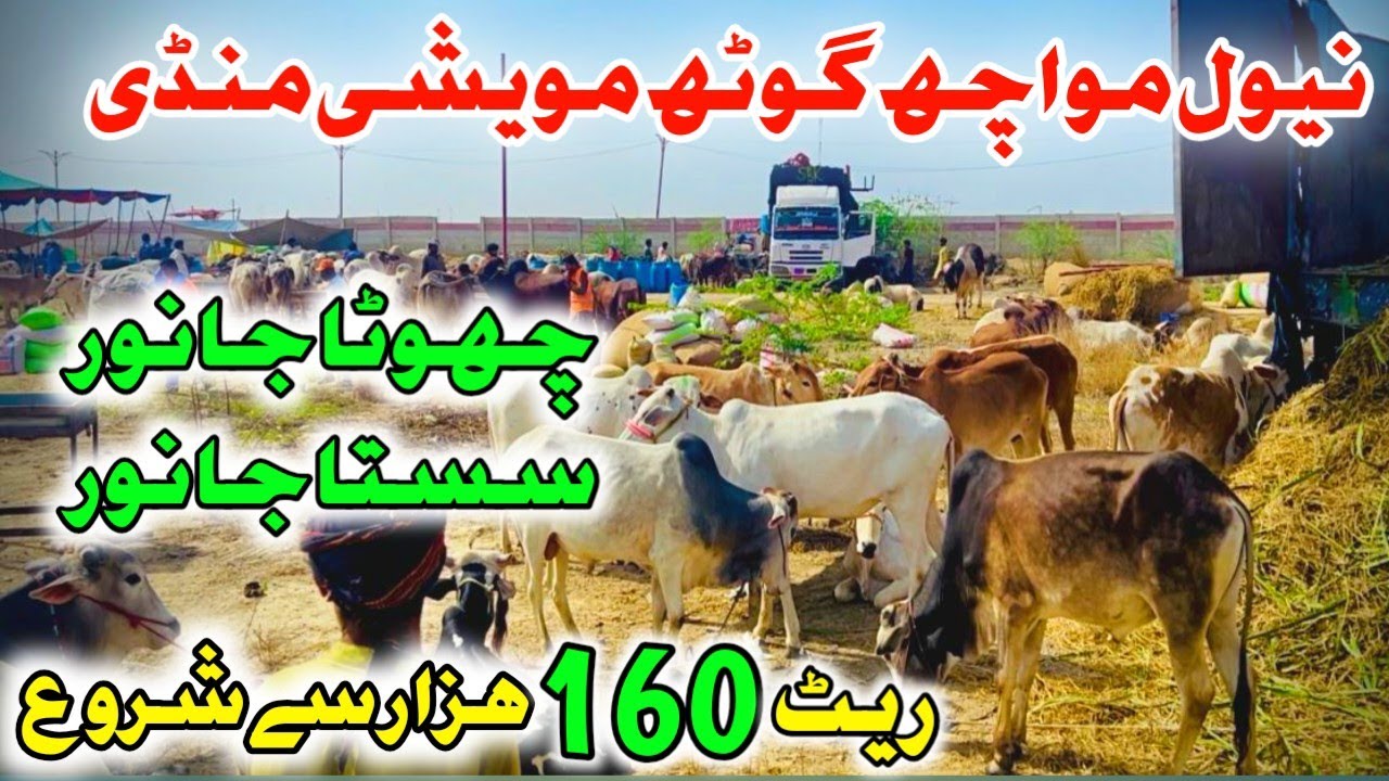 Naval Moach Goth Mandi Mid Range Chota Janwar Sasta Janwar #navalmandi ...