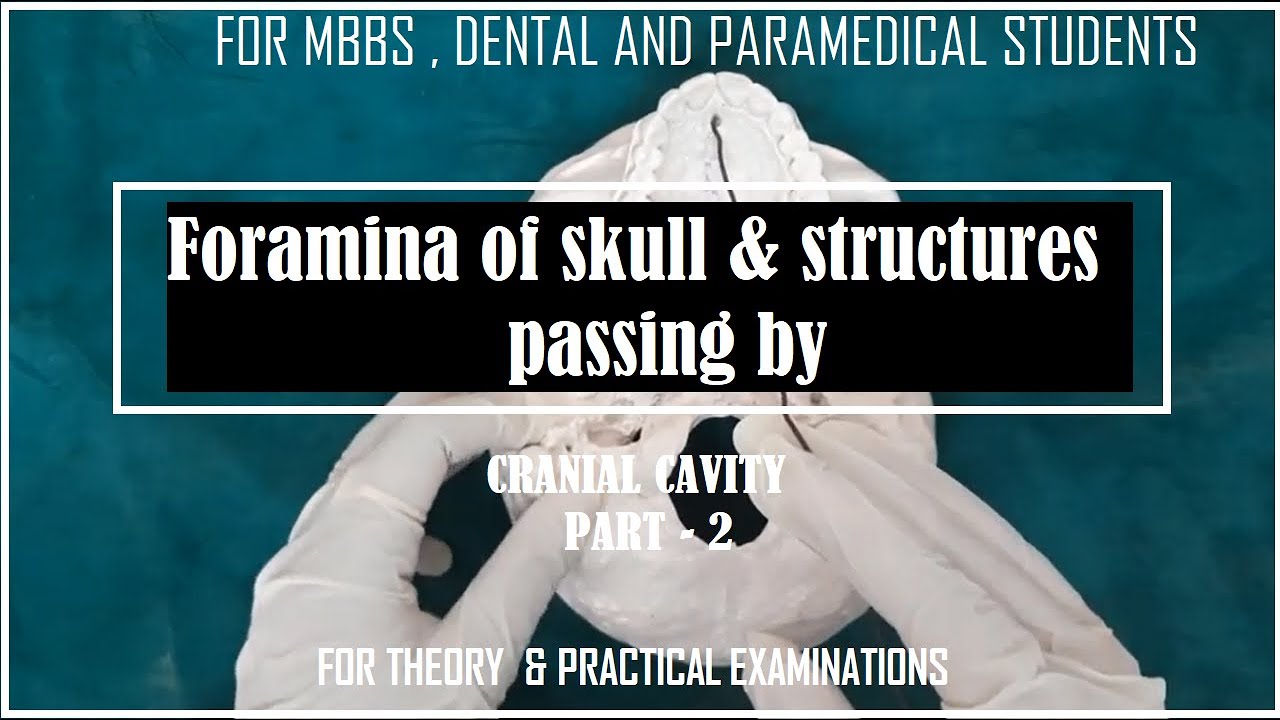 Cranial Cavity II foramen of skull & structures passing through it ...