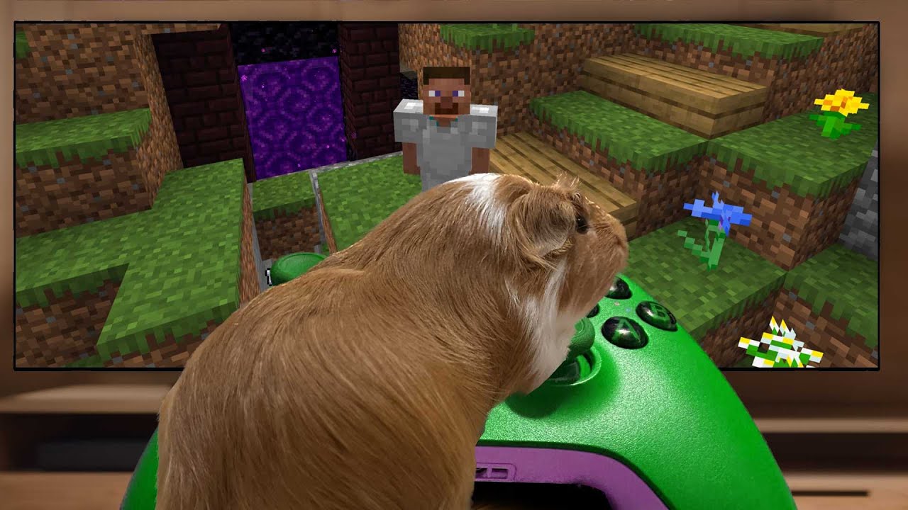 My Guinea Pigs controlled my Minecraft (Terrible Idea) - YouTube