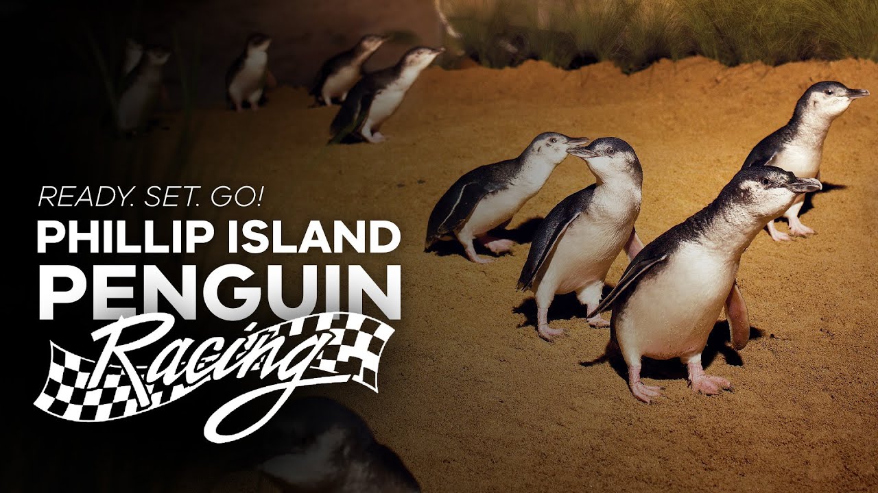 Phillip Island's Great Little Penguin Race (Victoria, Australia) - YouTube