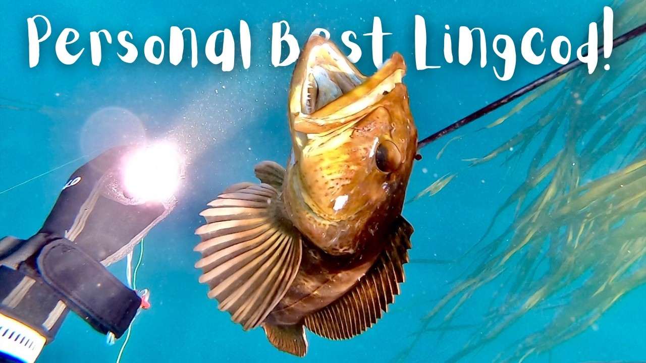 Spearfishing Big Sur - GIANT LINGCOD! - YouTube