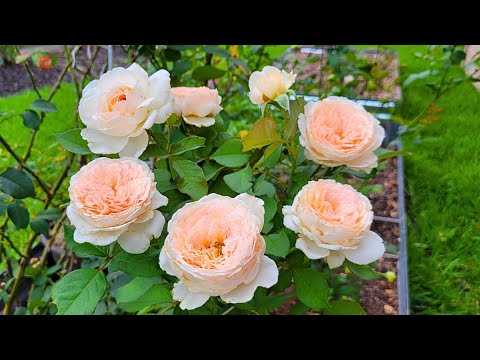 Bliss Parfuma rose by Kordes in summer 2023 - YouTube