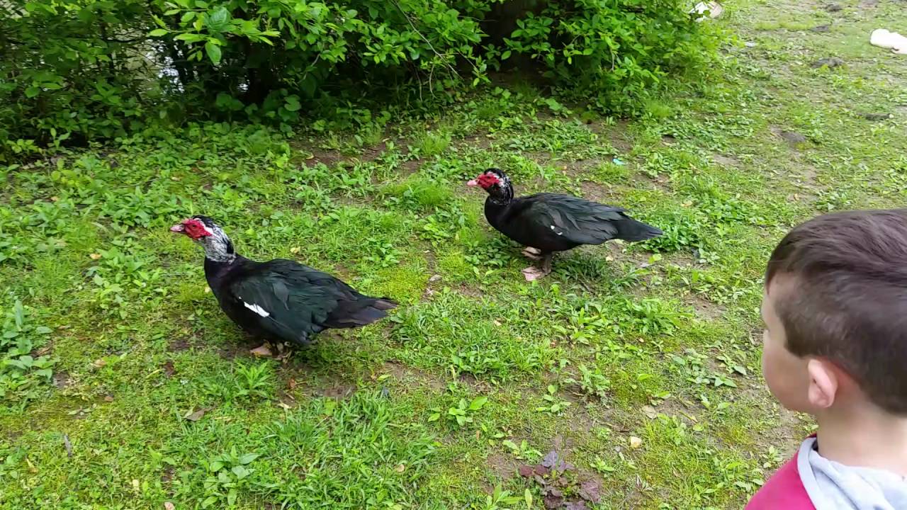 Isaac playing duck, duck goose 5/16 - YouTube