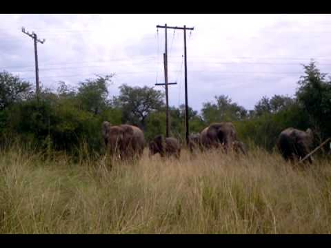 Elephant throwing rock Hectorspruit - YouTube