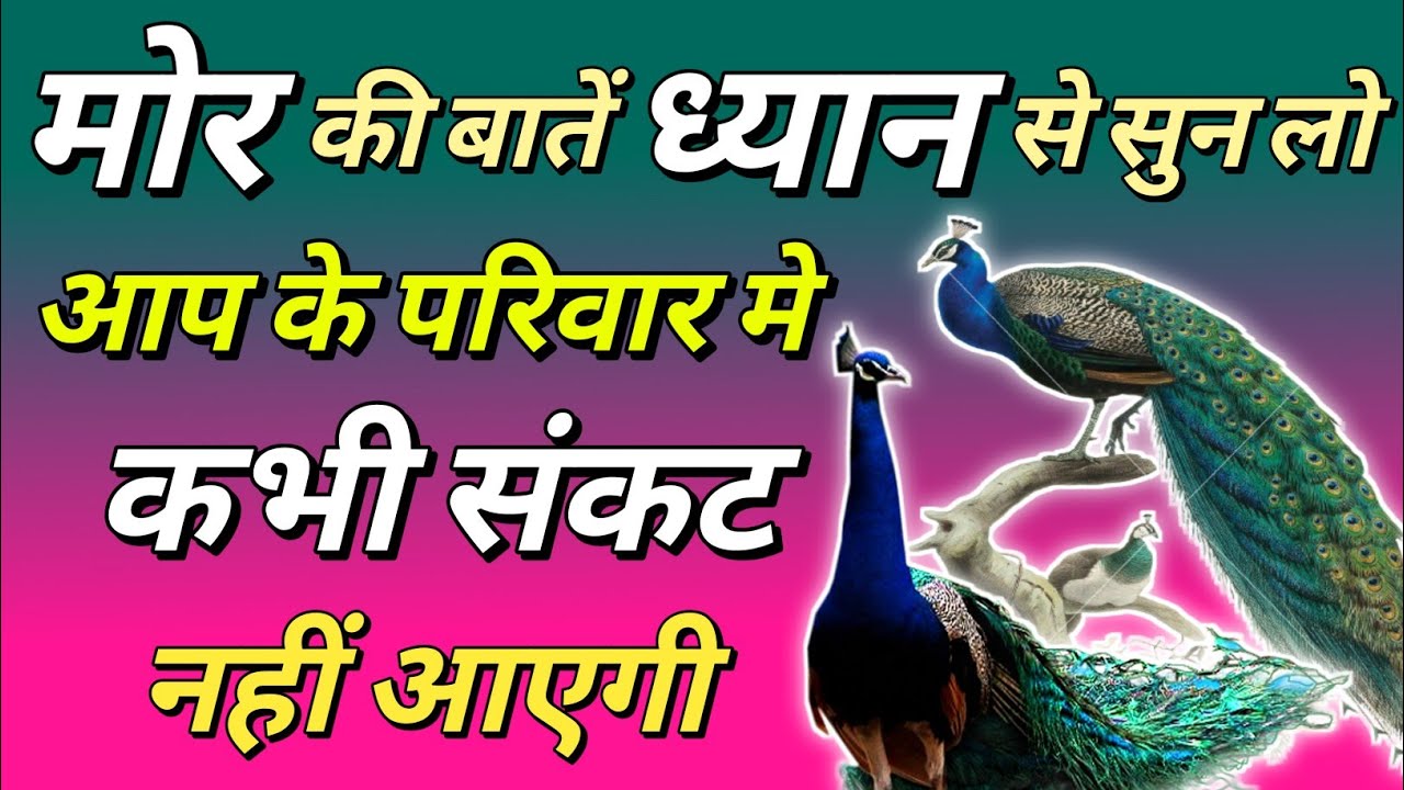 Motivational Mor Morni Ki Kahani Motivational Mor Morni Ki Kahani