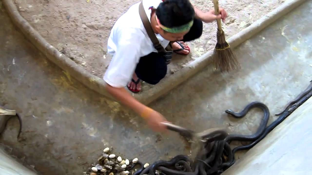 Cleaning the cobra pit - YouTube