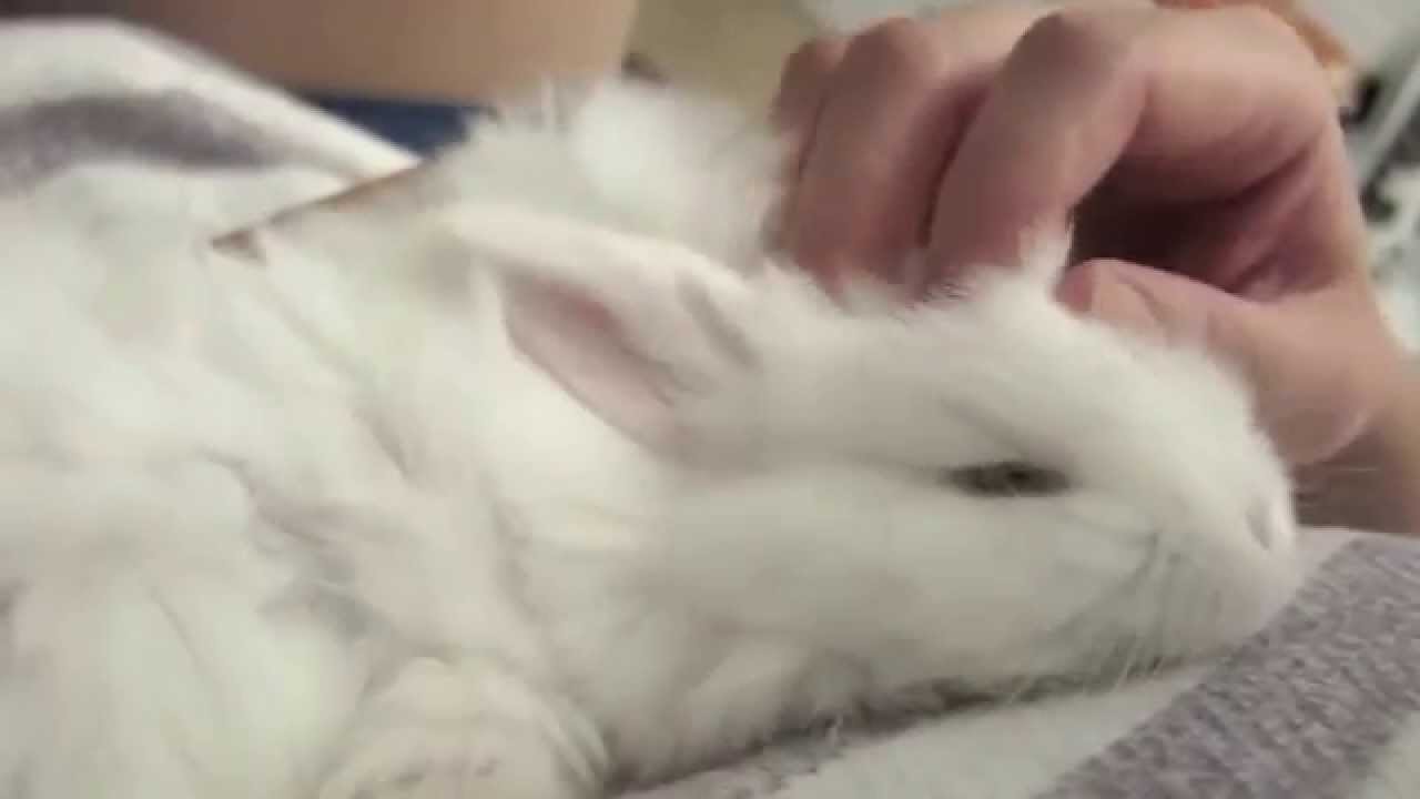 Sleepy Baby Bunny Massage! - YouTube