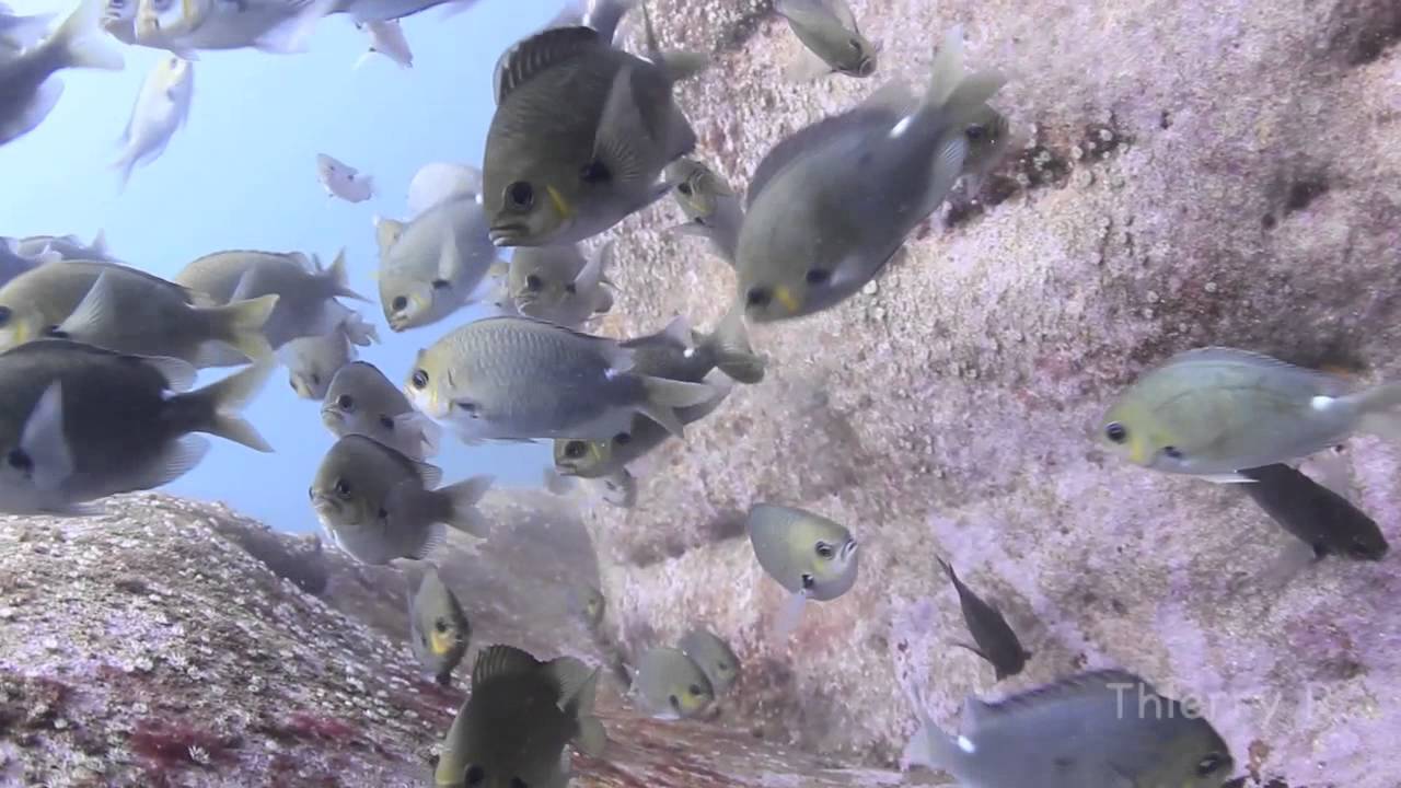 One Spot Puller, Chromis hypsilepis, North Bondi, Sydney, Australia ...