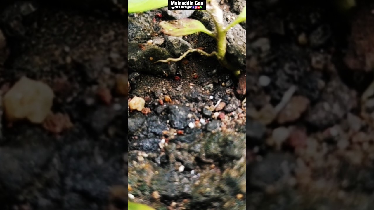 Scout Ant Locates Food 🐜 #ants - YouTube
