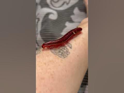 First time owning Black fire millipedes #animalshorts #insectworld # ...