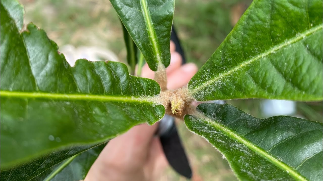 How to Cleft Graft Fruit Trees ll First Time Grafting ll Tutorial - YouTube
