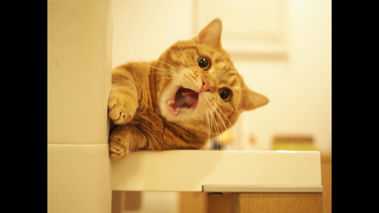 Cats funny face when they get shocked! - YouTube