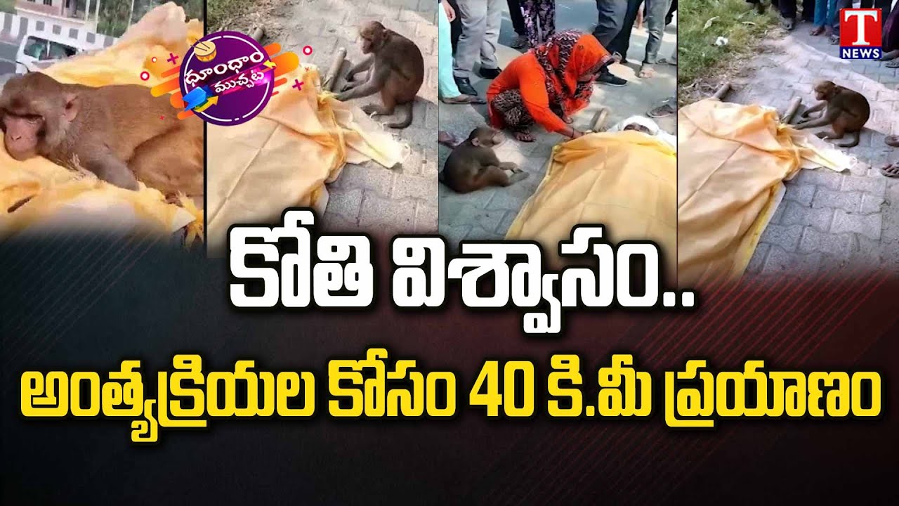 Monkey Crying For Owner Death | Monkey Attends Funeral For Owner Death ...