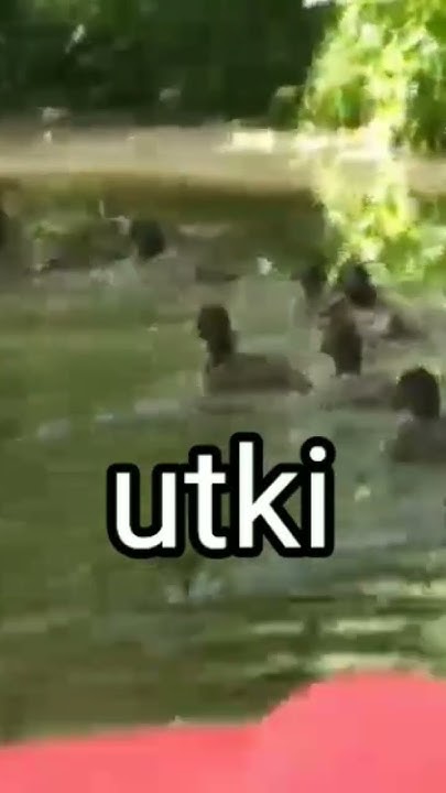 utki - YouTube