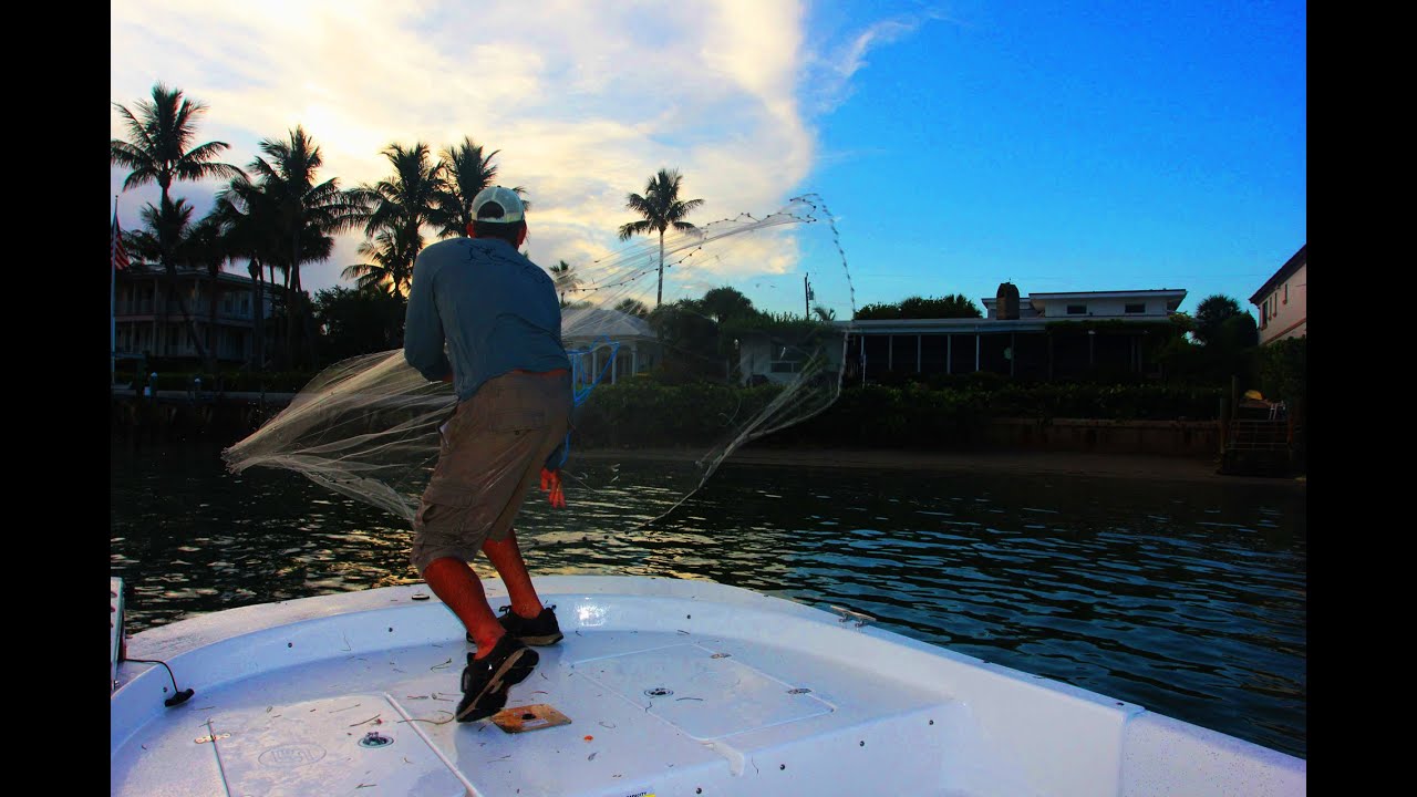 CAST NETTING WILD GOLDEN SHINERS! OVER 500 IN 1 THROW!!! - YouTube