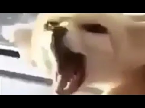 fennec screech - YouTube