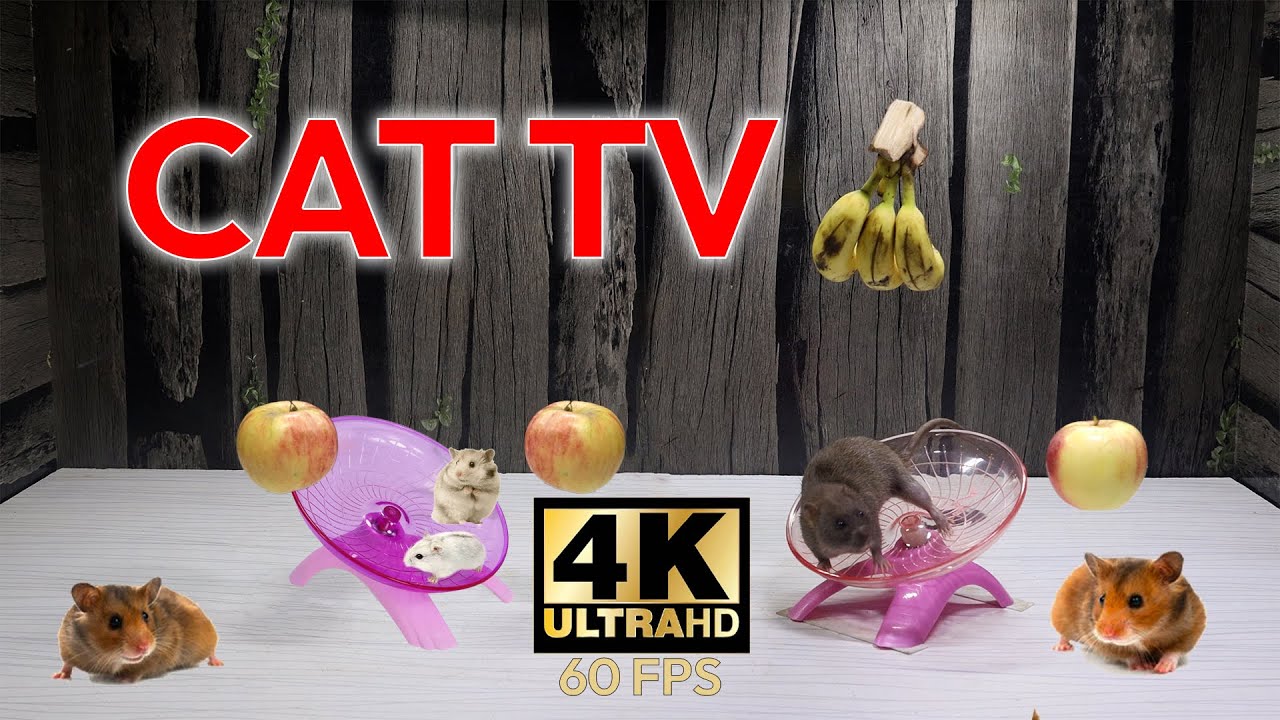 Cat TV mouse fun , Mouse squabble playing. Rat game hide and seek ...