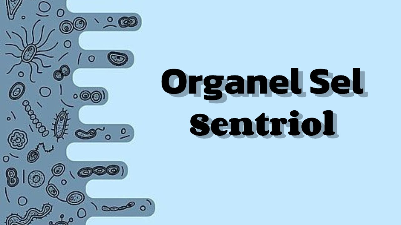 NURHIKMAWATI ANSARI (NIM 242611351) MATERI ORGANEL SEL (SENTRIOL) - YouTube