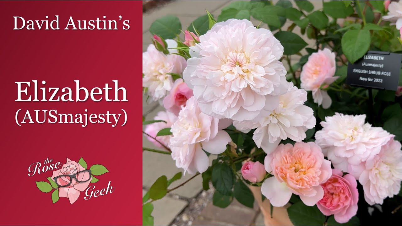 🌹 David Austins Elizabeth Rose Ausmajesty English Roses Youtube
