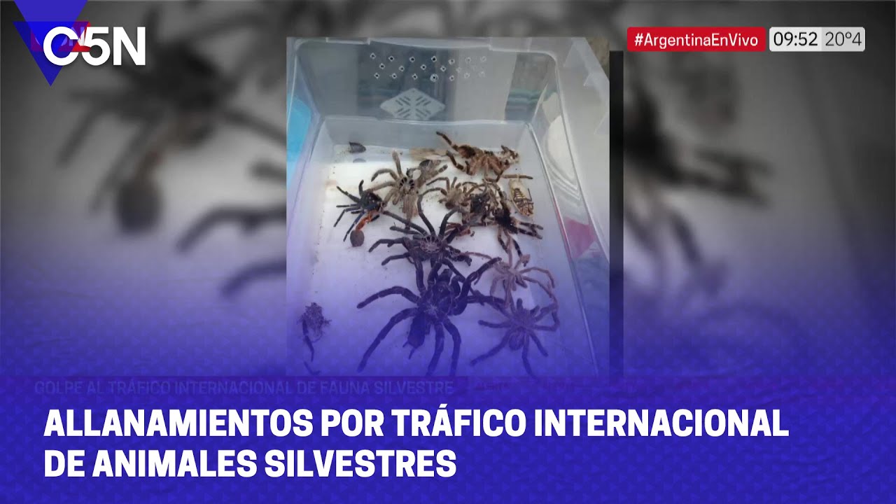 ALLANAMIENTOS por TRÁFICO de ANIMALES SILVESTRES - YouTube