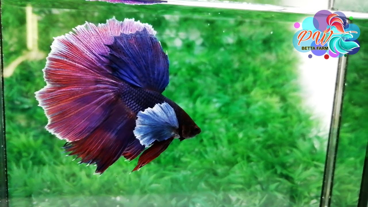 LIVE BETTA FISH MALE PURPLE MAGENTA HALFMOON DUMBO BIG EAR ROSETAIL ...