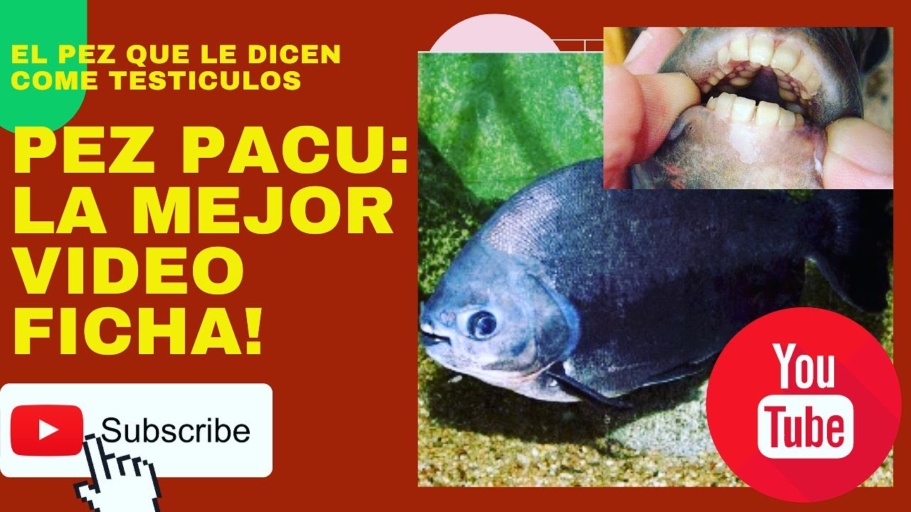 🐡PEZ PACU, LA MEJOR VIDEOFICHA. Características, cuidados, alimentación ...