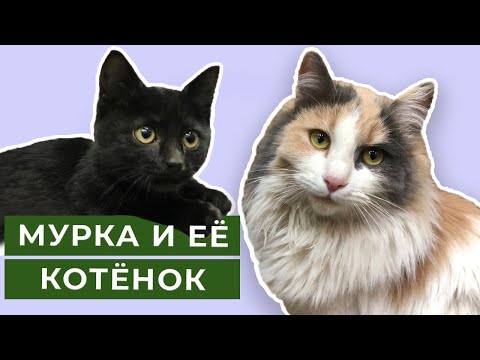 Мурка и её котёнок звёзды Ютуба ! Забавный кот, очень милый котик на канале Фрося, Глаша и Дуняша!