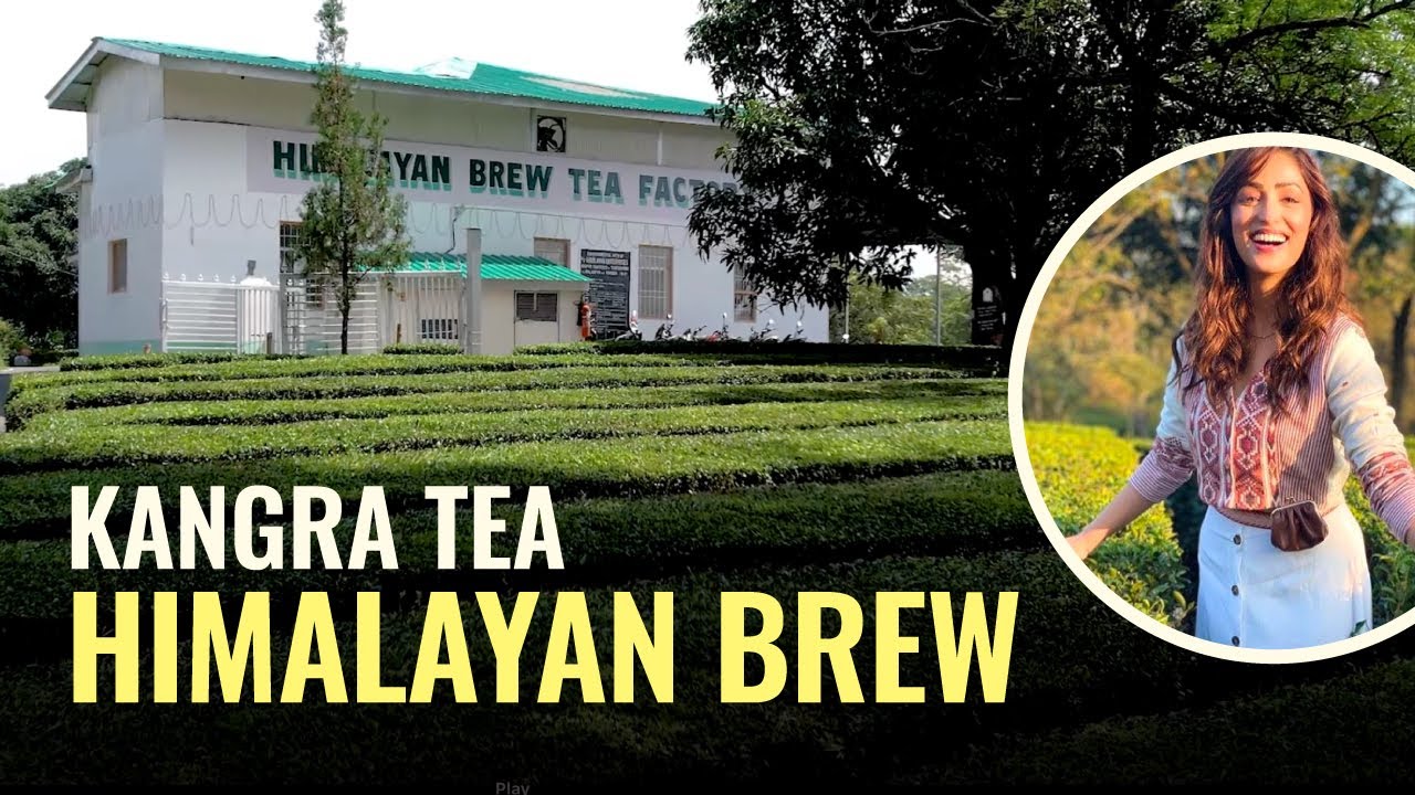 Himalayan Brew Tea Factory | Palampur | Sandeep Mehta - YouTube