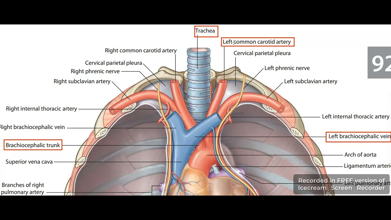 Tracheal relations 1 - YouTube