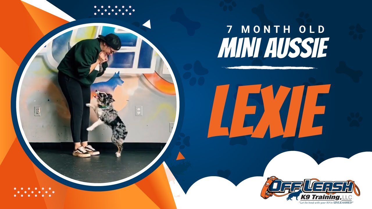 Mini Aussie, 7 Months, Lexie | Best Dog Trainers Thornburg | Offleash ...